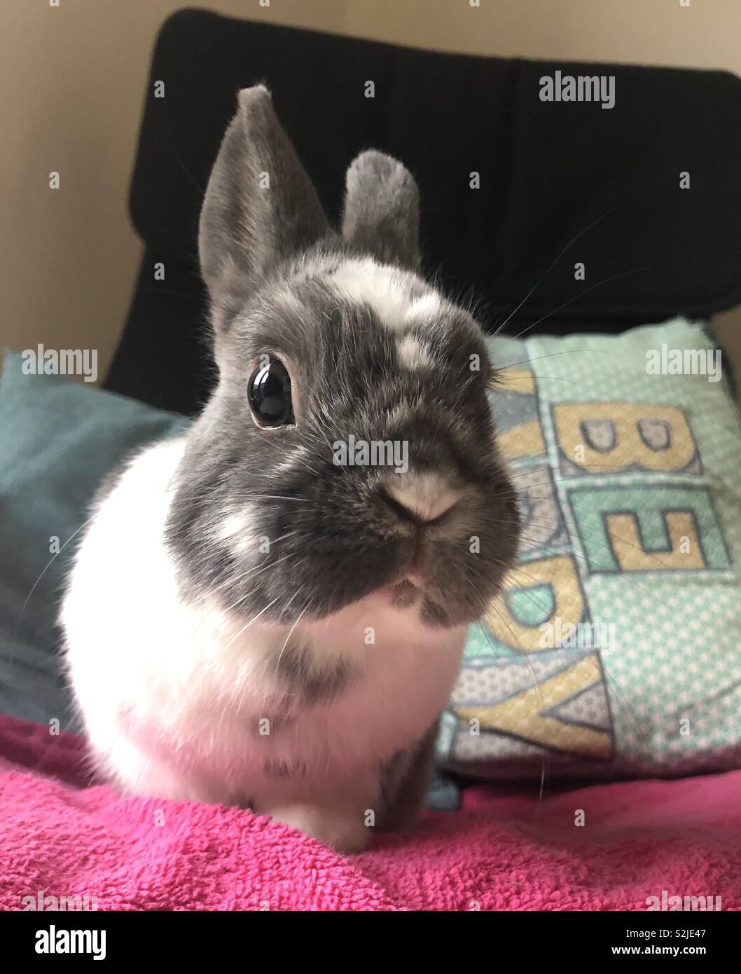 Rabbit pose hi-res stock photography and images - Alamy