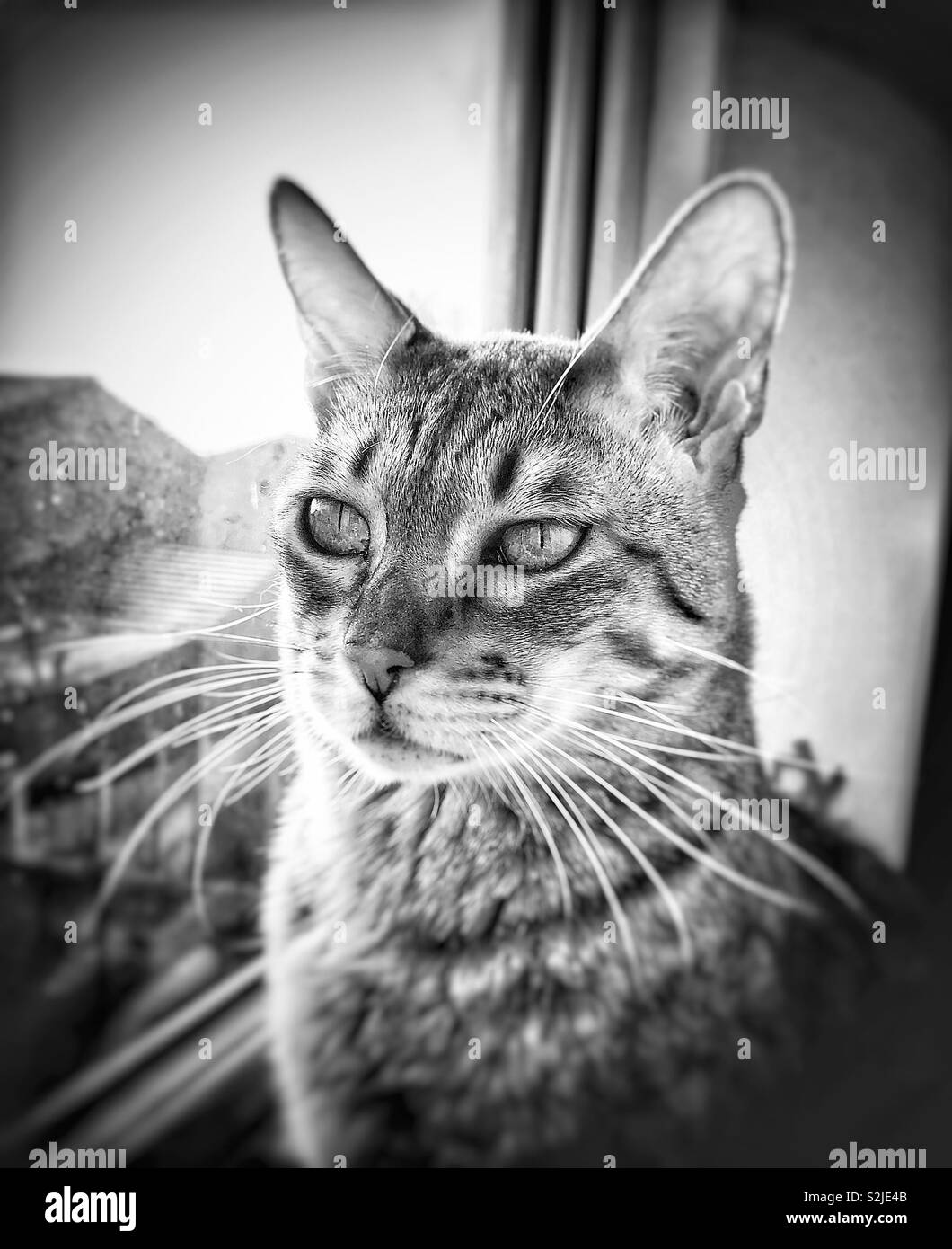 Pondering cat hi-res stock photography and images - Alamy