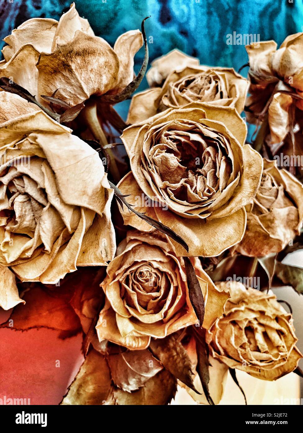 Dead flowers roses hi-res stock photography and images - Alamy