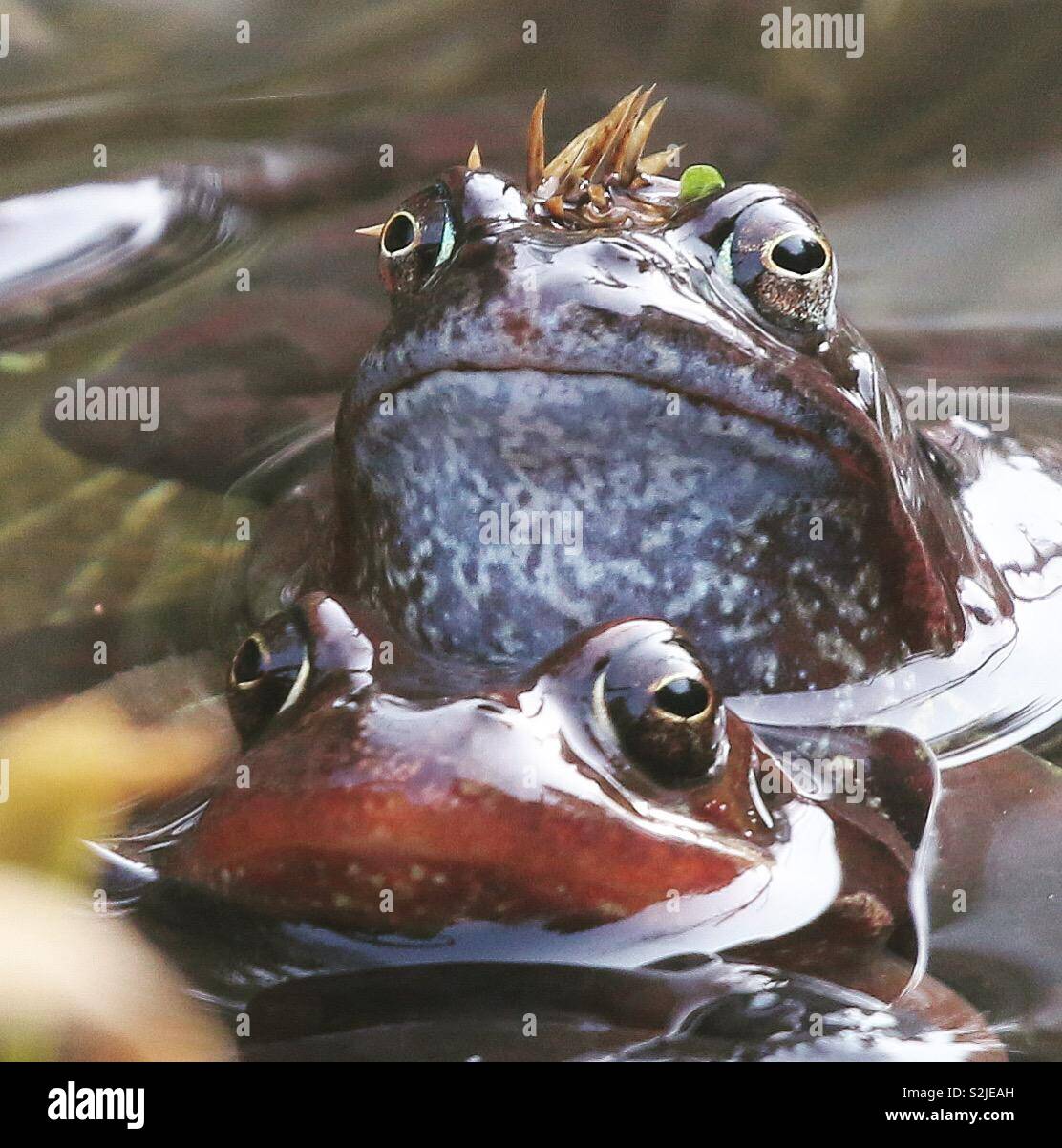 Mating frogs hi-res stock photography and images - Alamy