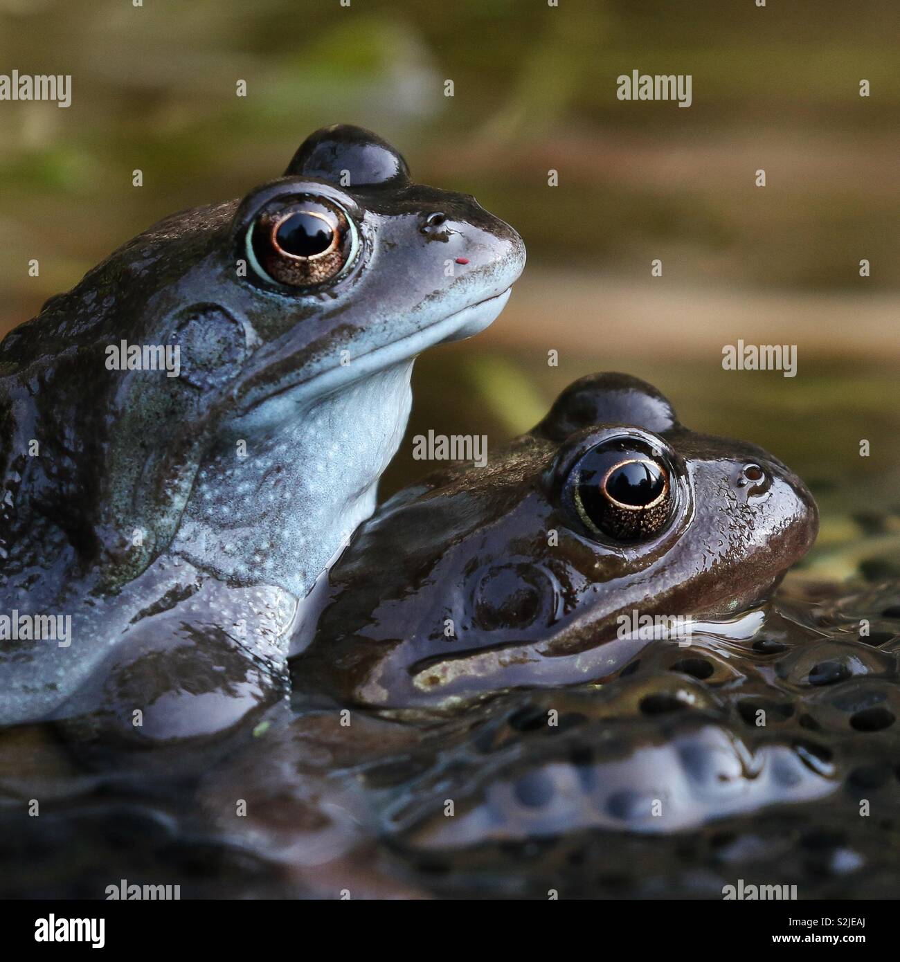 Mating frogs hi-res stock photography and images - Alamy