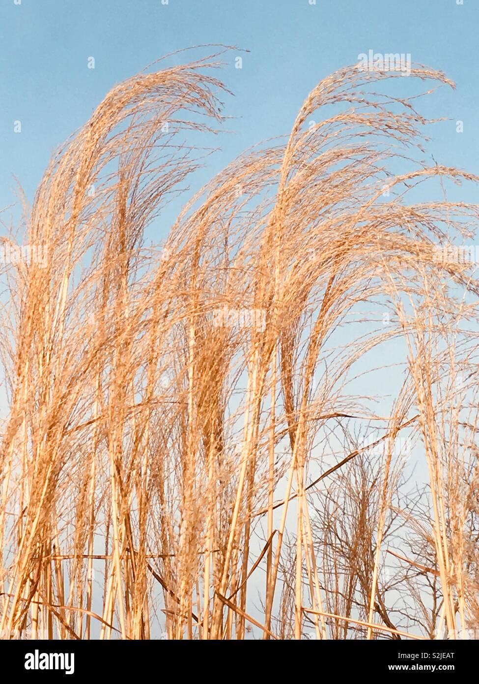 Plant fronds hi-res stock photography and images - Alamy