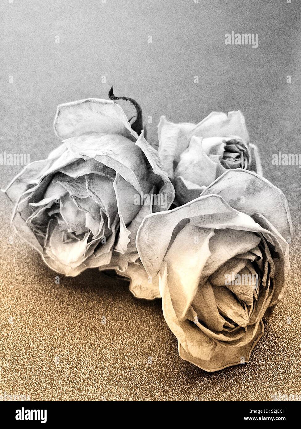 Fading hi-res stock photography and images - Alamy