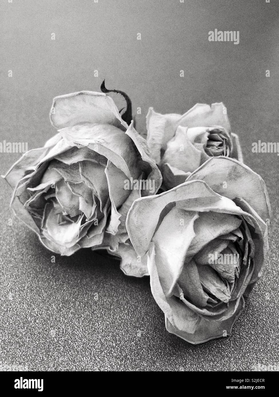Dying Roses Stock Photos & Dying Roses Stock Images - Alamy