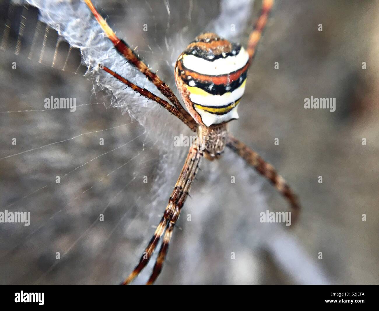 Beautiful Spider in spiderweb Stock Photo - Alamy