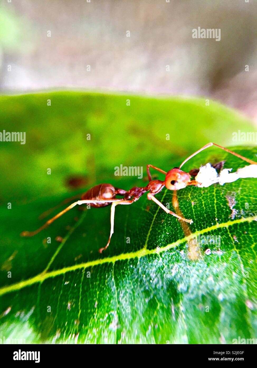 Closeup photography hi-res stock photography and images - Alamy