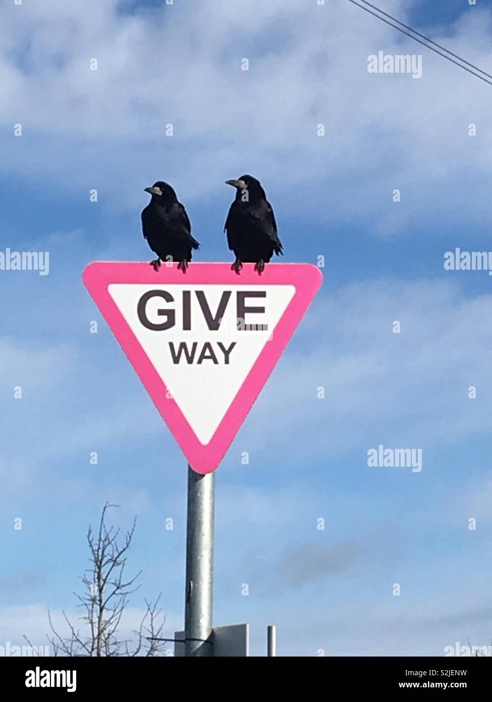 Give the bird hi-res stock photography and images - Alamy