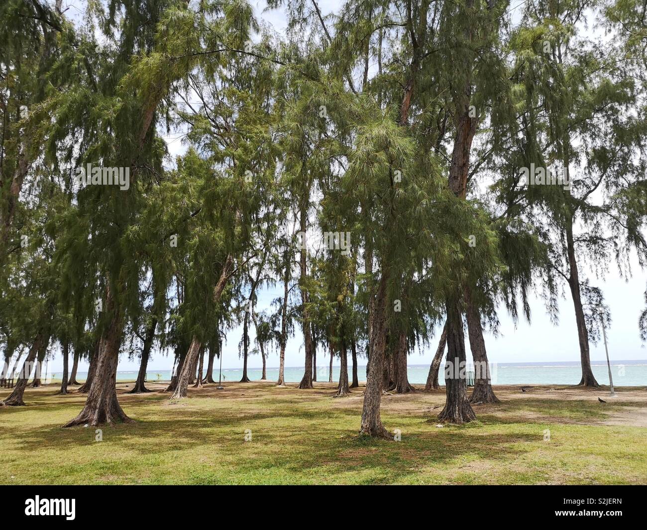 Mauritius pine hi-res stock photography and images - Alamy