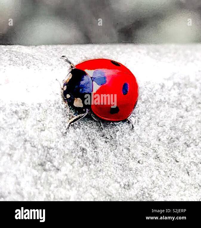 Cute little ladybug Stock Photo - Alamy