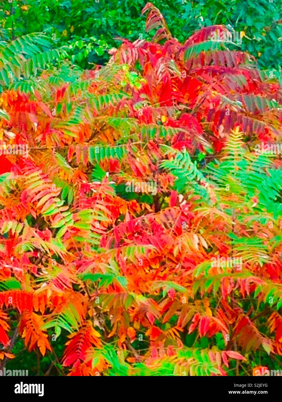 Poison sumac plant hi-res stock photography and images - Alamy