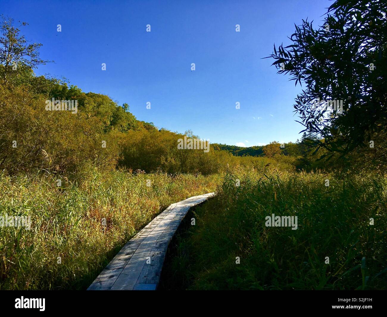 Marsh boardwalk hi-res stock photography and images - Alamy