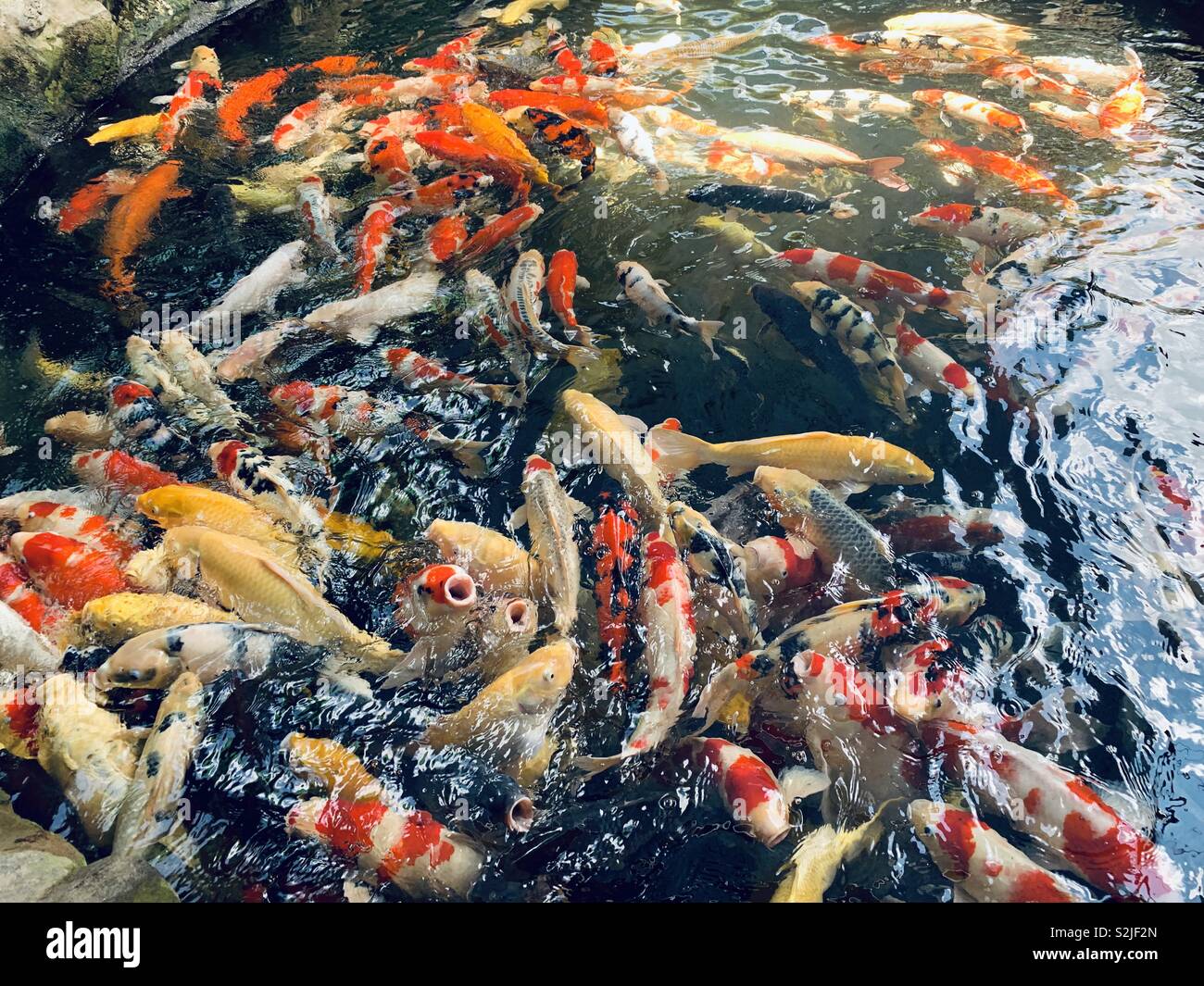 Koi fish pond lake water japan hi-res stock photography and images - Alamy