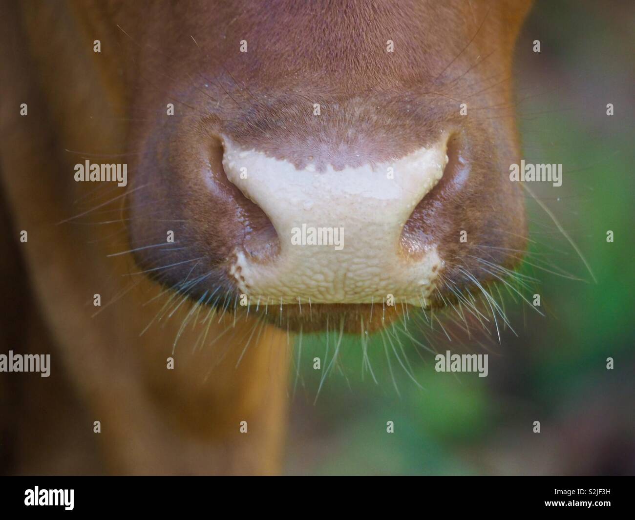 Farm animals series hi-res stock photography and images - Alamy