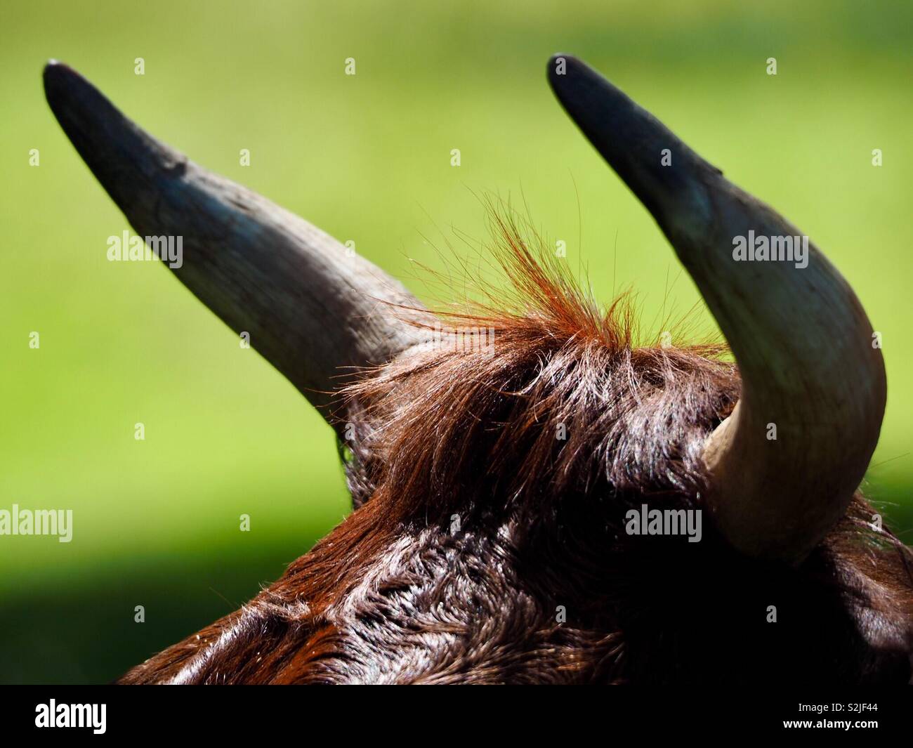 Cow horns hi-res stock photography and images - Alamy