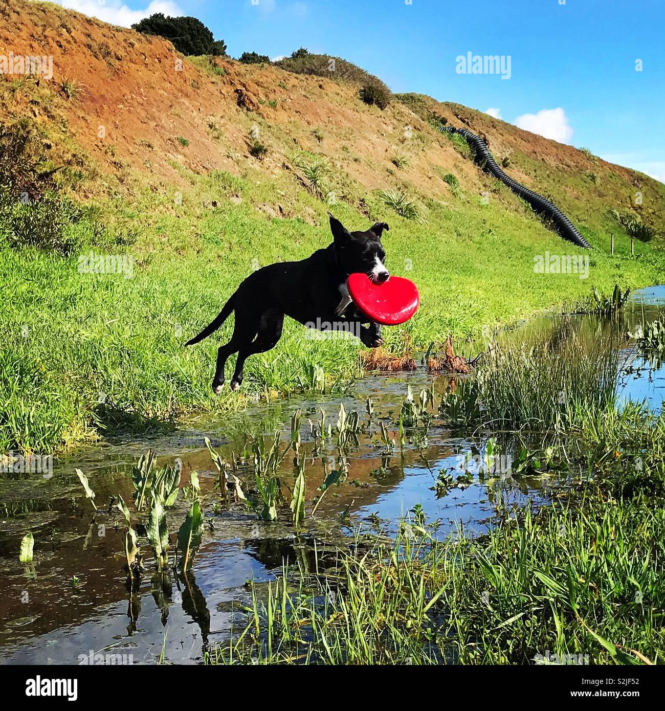 Flying puppy hi-res stock photography and images - Alamy