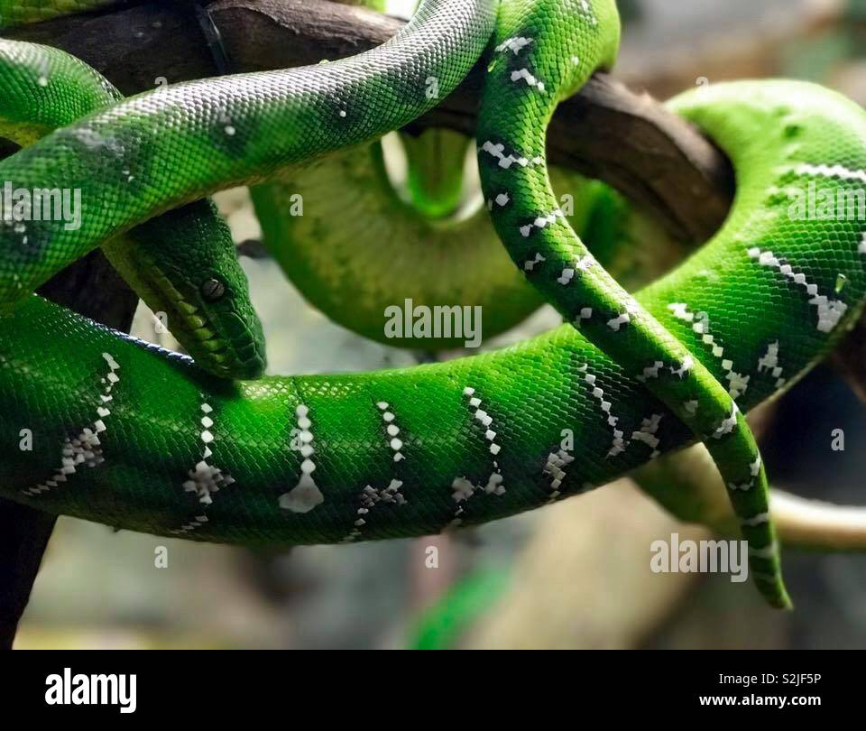 Snake zoo hi-res stock photography and images - Alamy