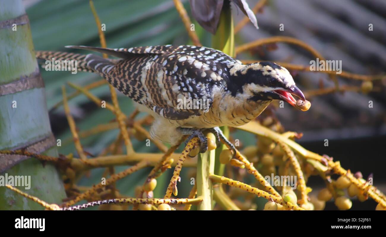 Asian Koel Female Stock Photo - Alamy
