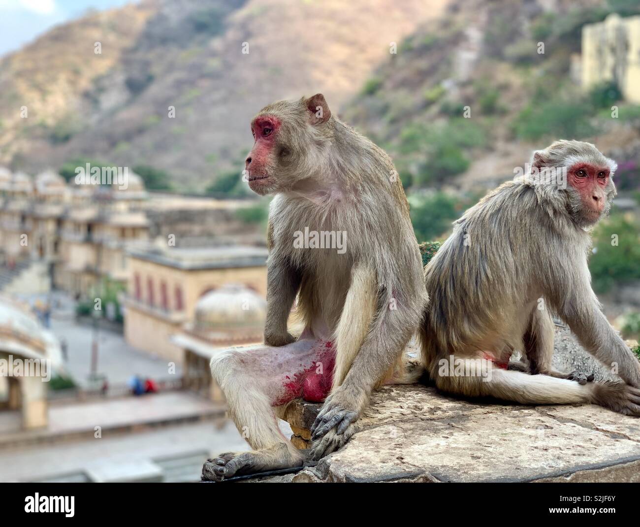 Monkeys at Monkey Temple, Rajasthan, India Stock Photo - Alamy