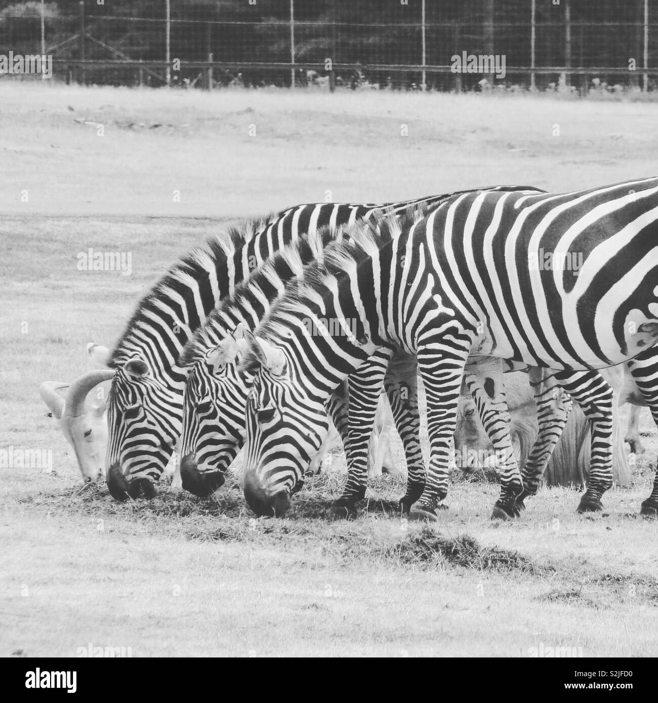 Zebras Eating High Resolution Stock Photography and Images - Alamy