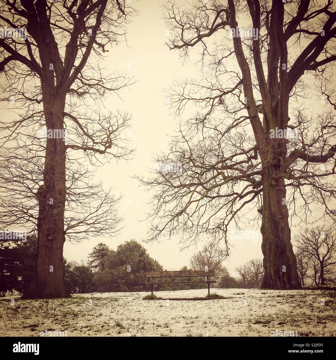 Bench between trees in the snow Stock Photo - Alamy