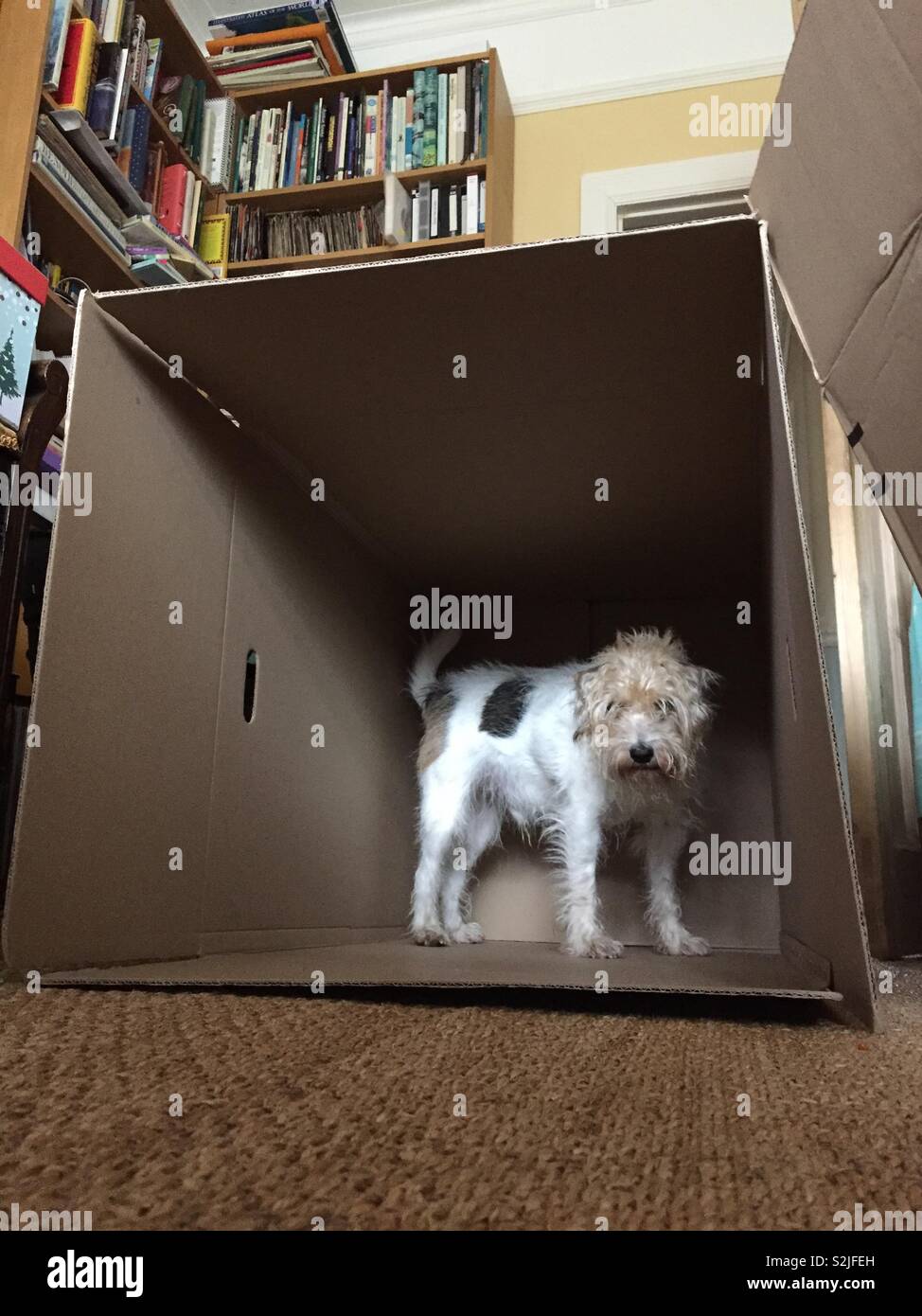 Dog in a box hi-res stock photography and images - Alamy