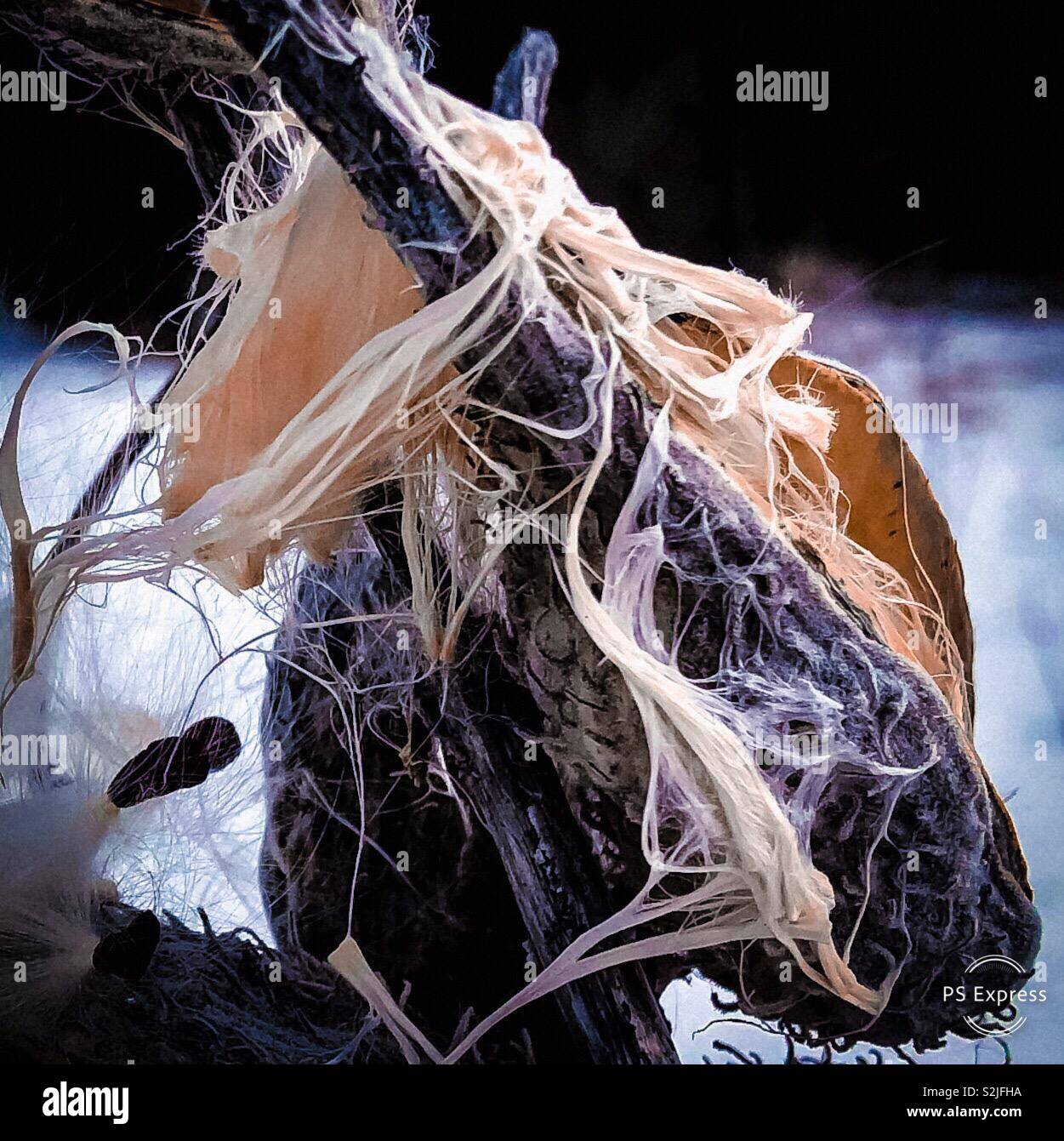 Tangled plant hi-res stock photography and images - Alamy