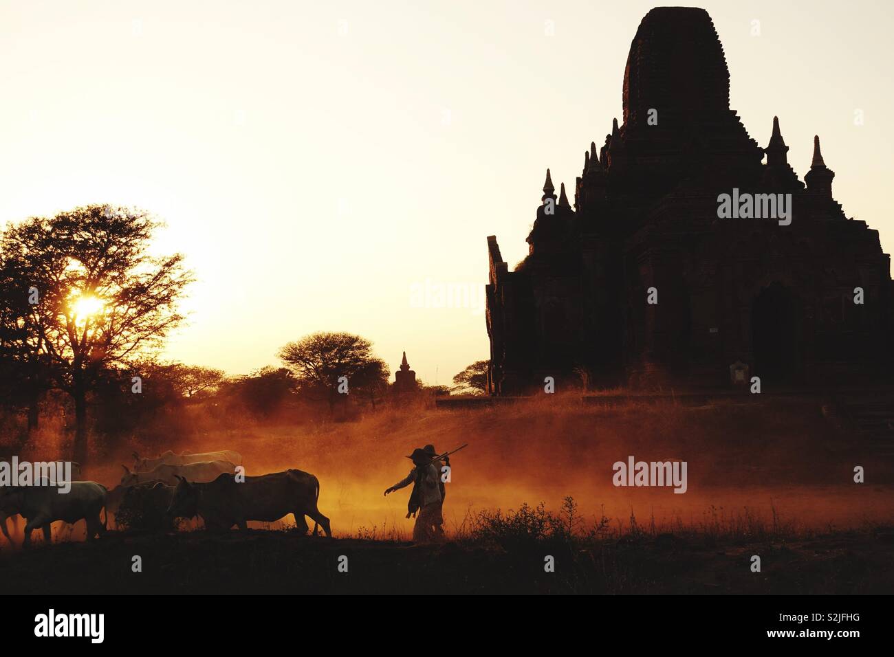 Burmese cattle herd in bagan hi-res stock photography and images - Alamy
