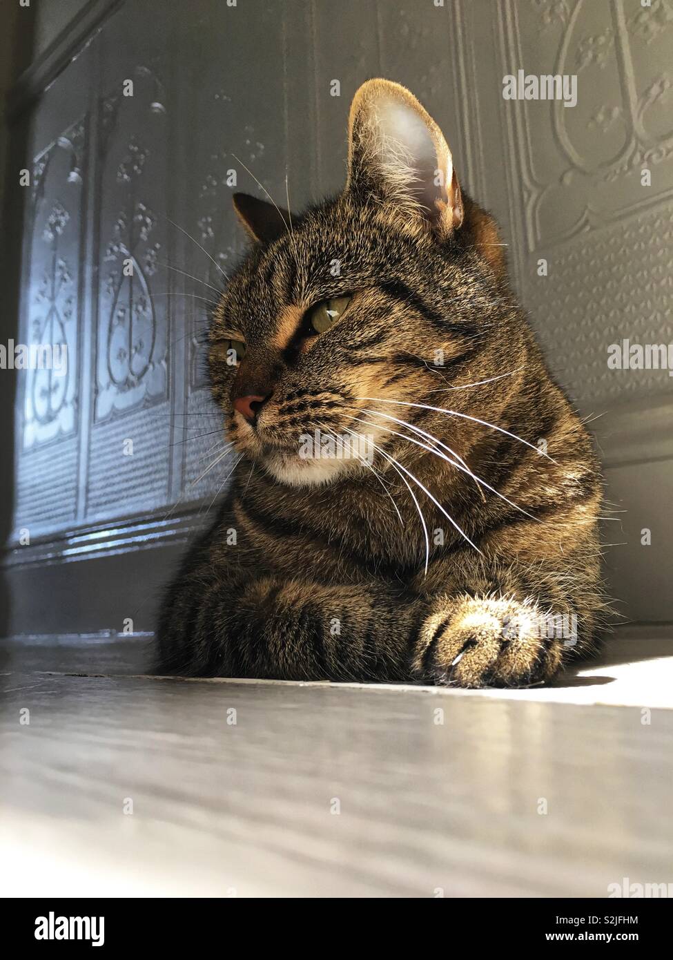 Sleepy cat hi-res stock photography and images - Alamy
