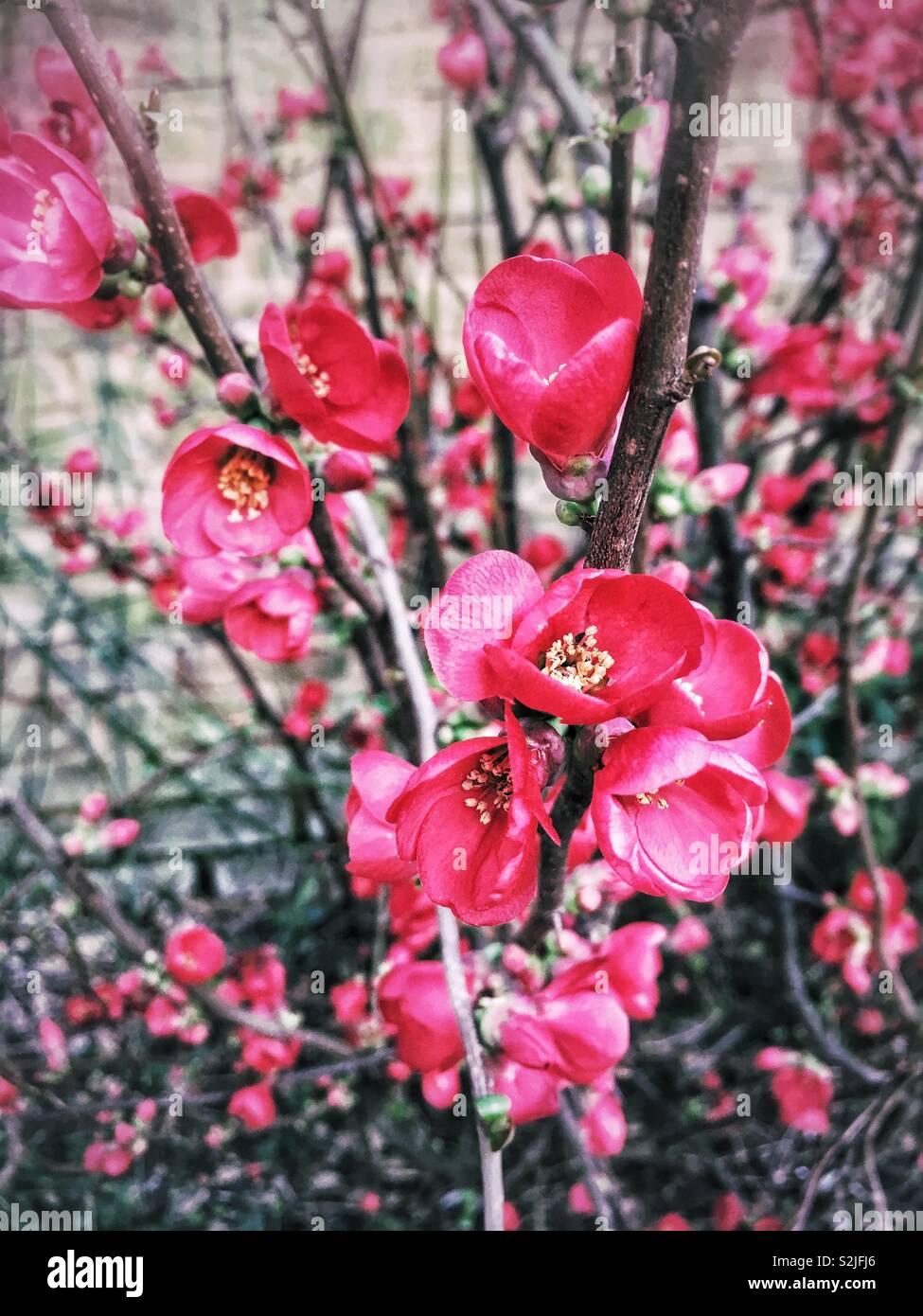 Bright red flowers of Japanese Quince Stock Photo - Alamy