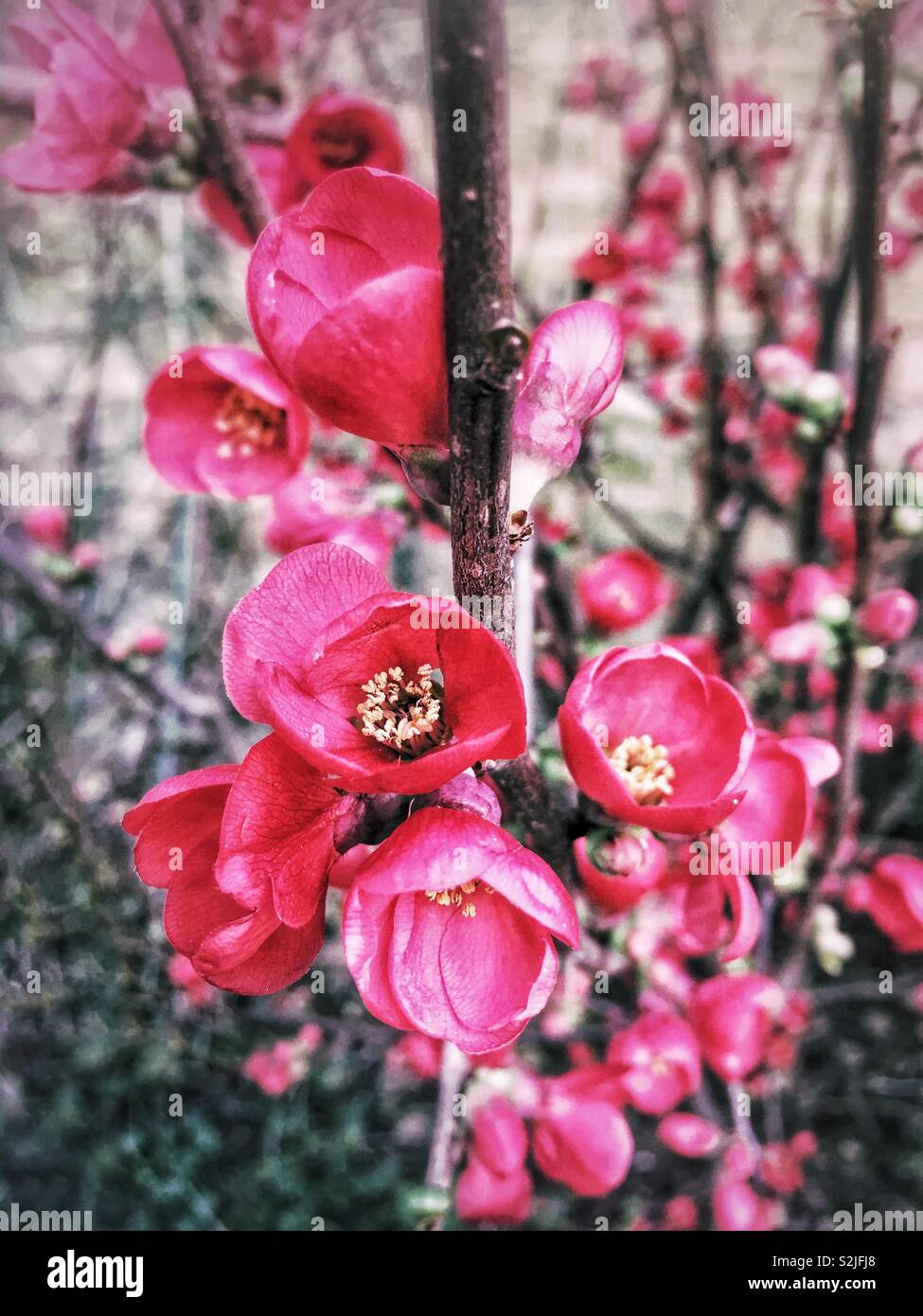 Japanese Quince Stock Photo - Alamy