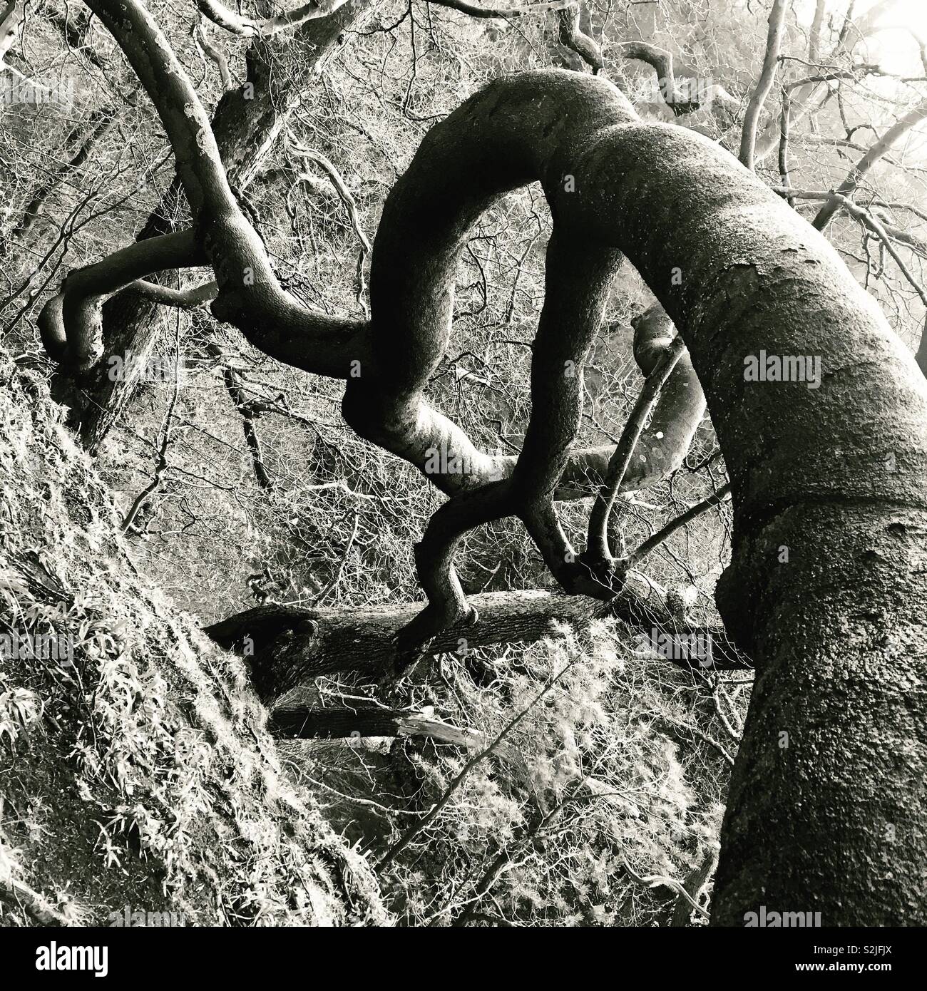 Trees with fingers hi-res stock photography and images - Alamy
