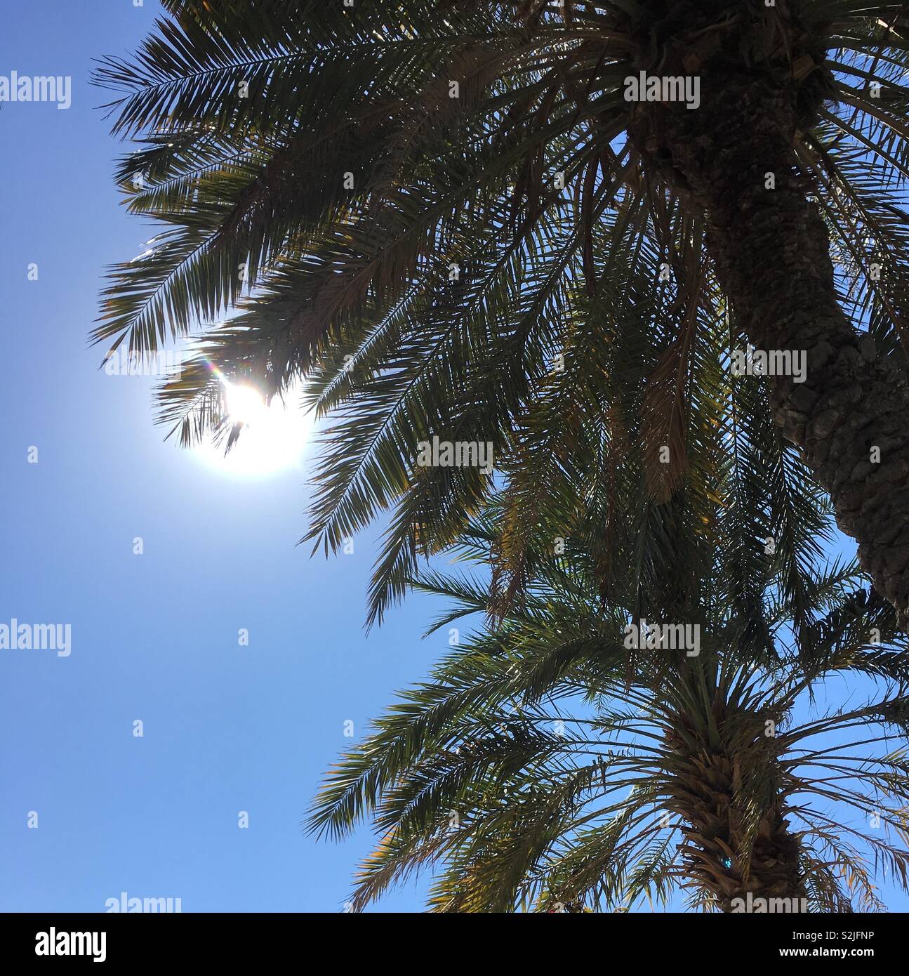 Palm trees in the sun Stock Photo - Alamy