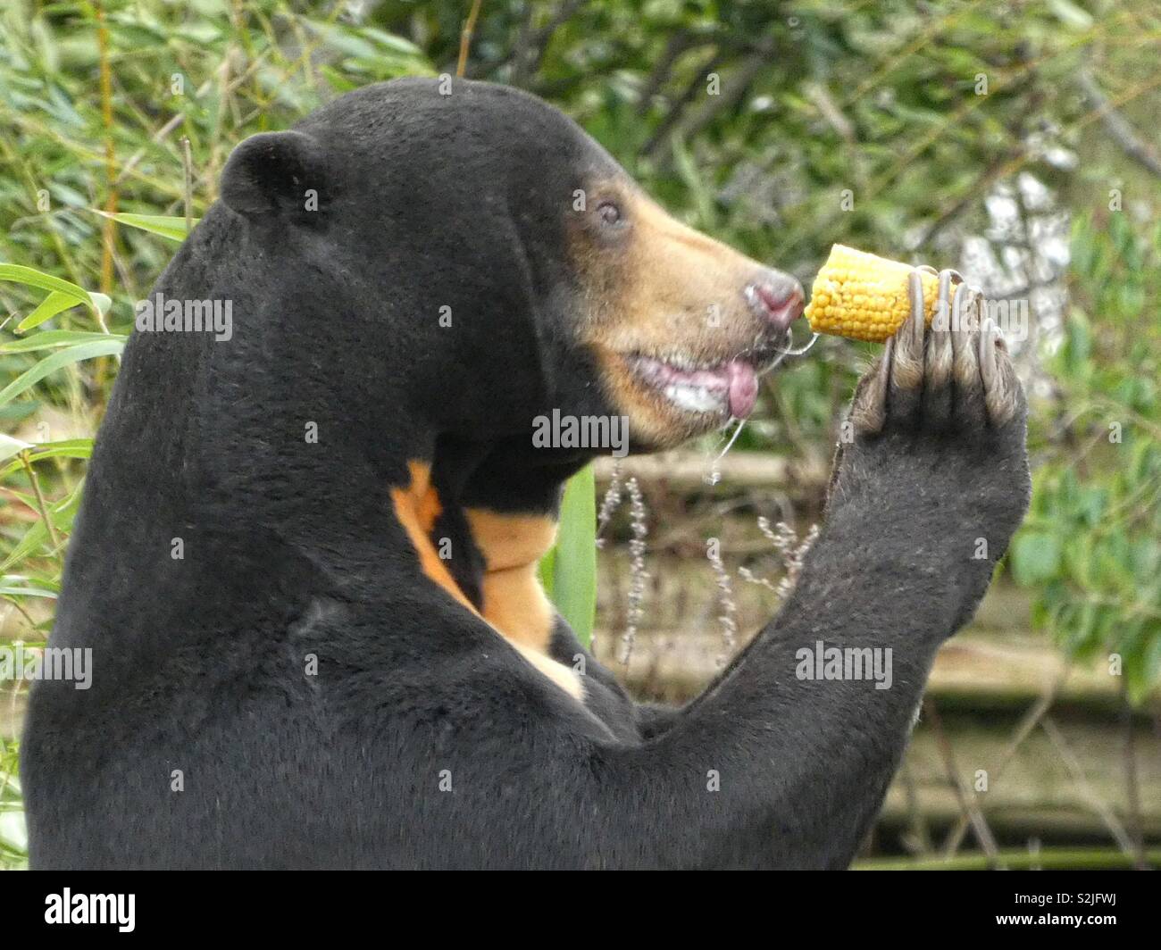 A sun bear eating & enjoying a corn on the cob Stock Photo - Alamy