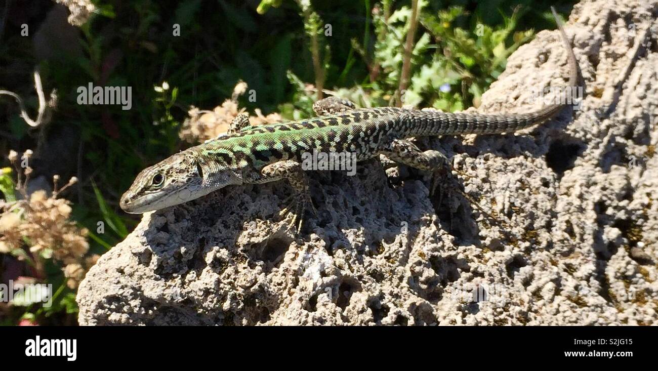 Lizard on a rock Stock Photo - Alamy