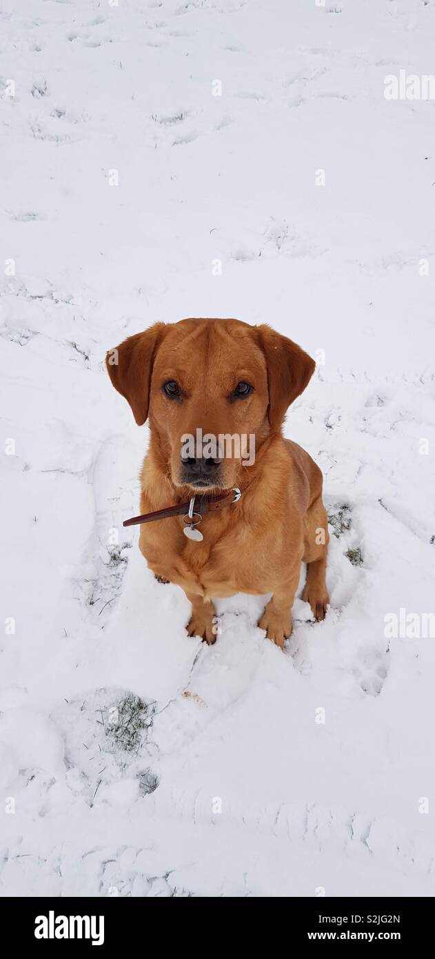 Red fox lab hi-res stock photography and images - Alamy