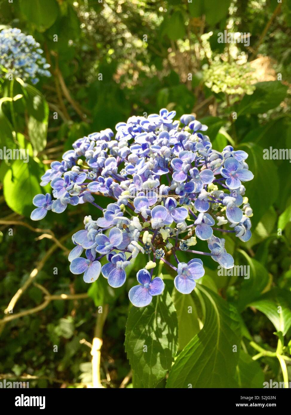 Blue summer lilac hi-res stock photography and images - Alamy