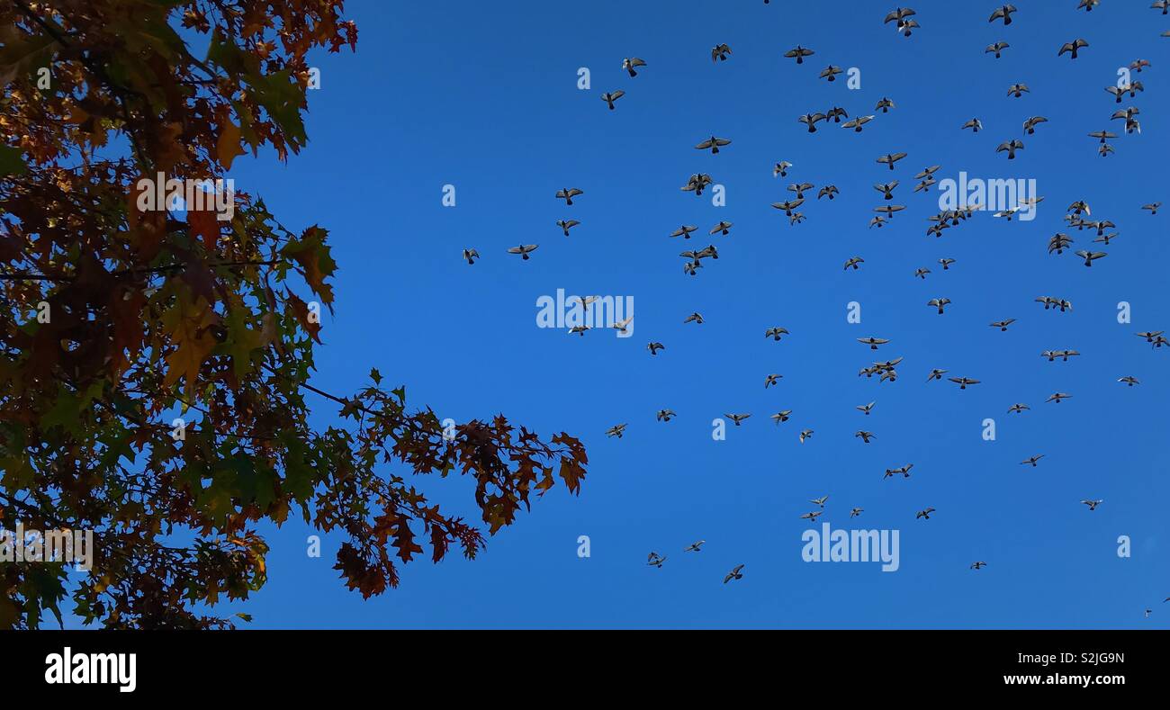 Pigeons swarm hi-res stock photography and images - Alamy