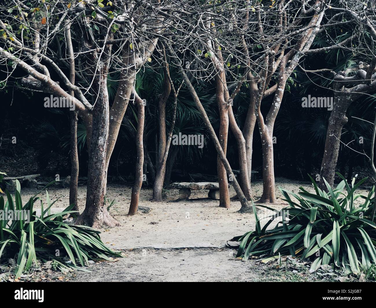 Quiet shade in Tulum, Mexico Stock Photo - Alamy