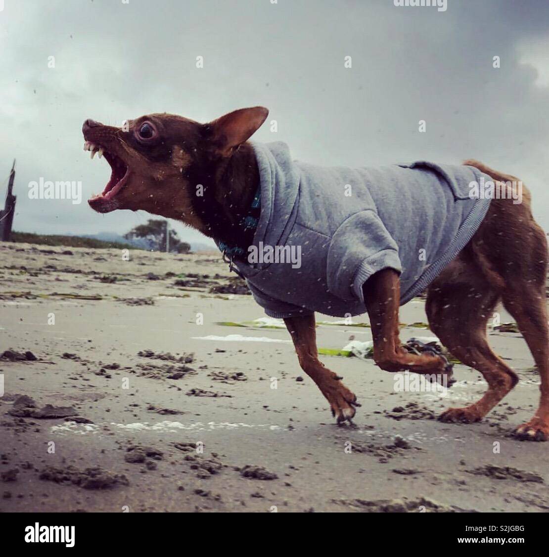 Snarling jaws hi-res stock photography and images - Alamy