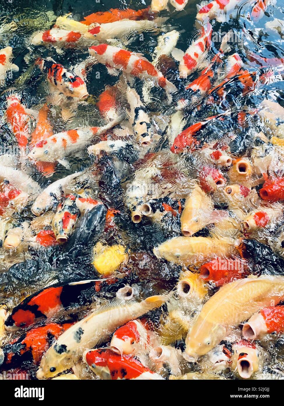 Koi pattern hi-res stock photography and images - Alamy