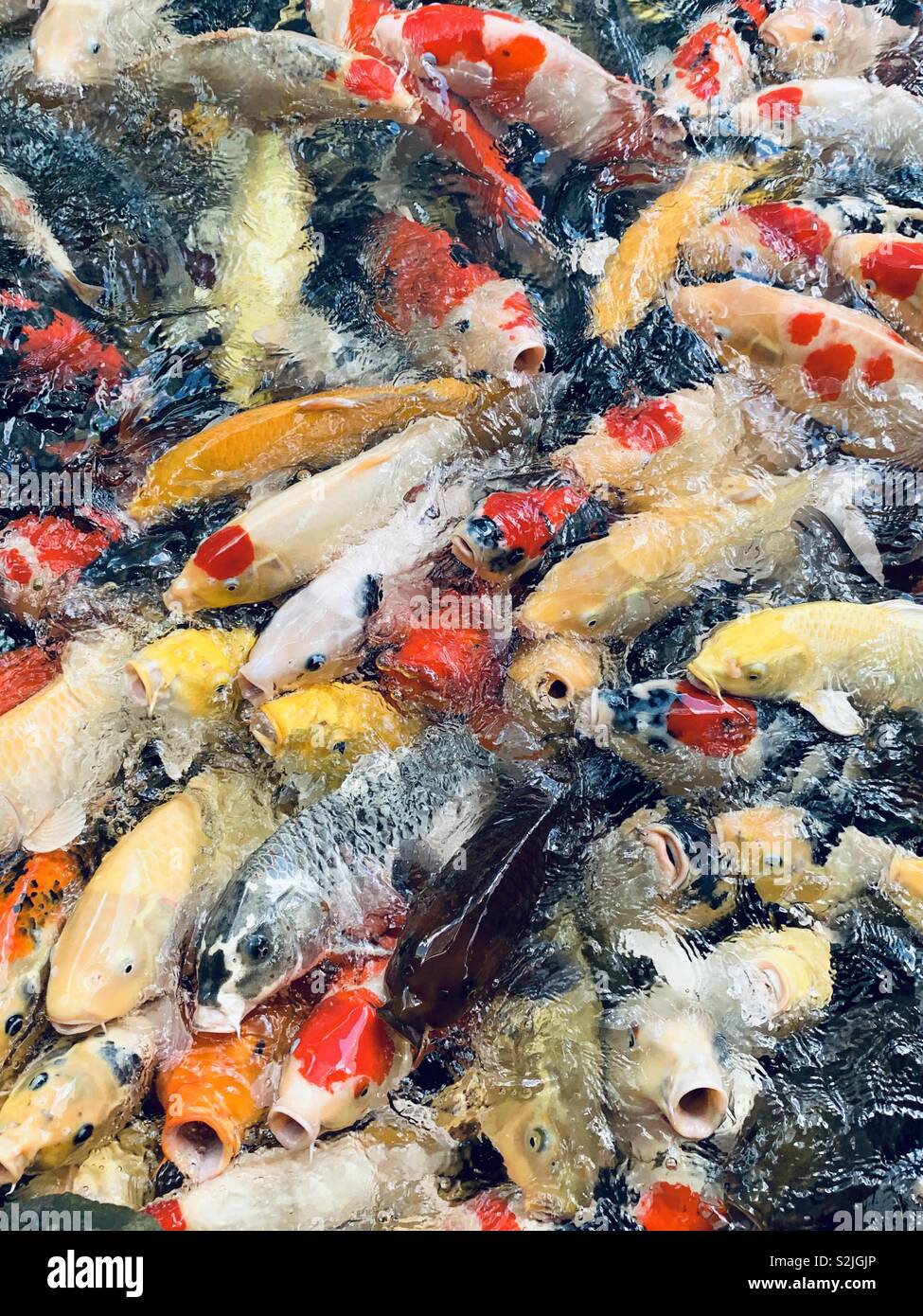 Koi pattern hi-res stock photography and images - Alamy