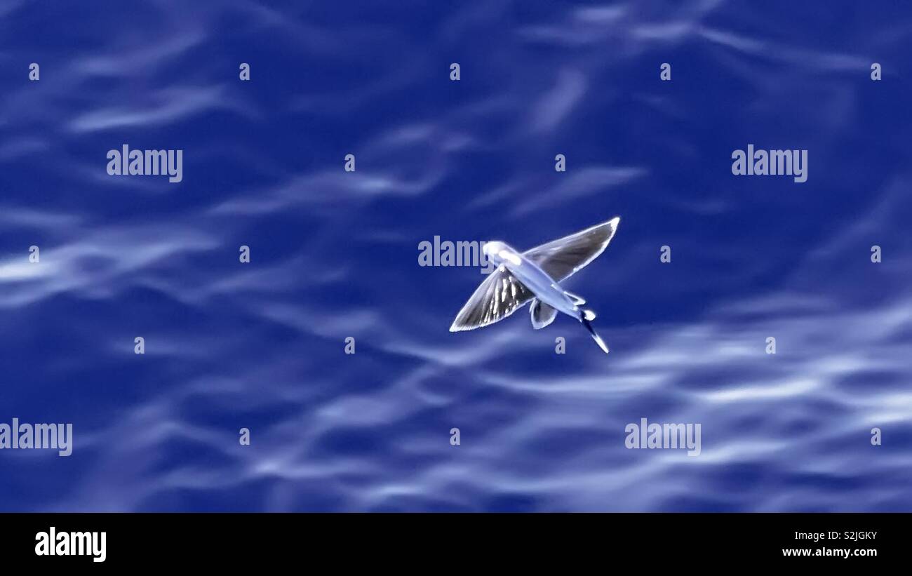 Flying fish not bird hi-res stock photography and images - Alamy