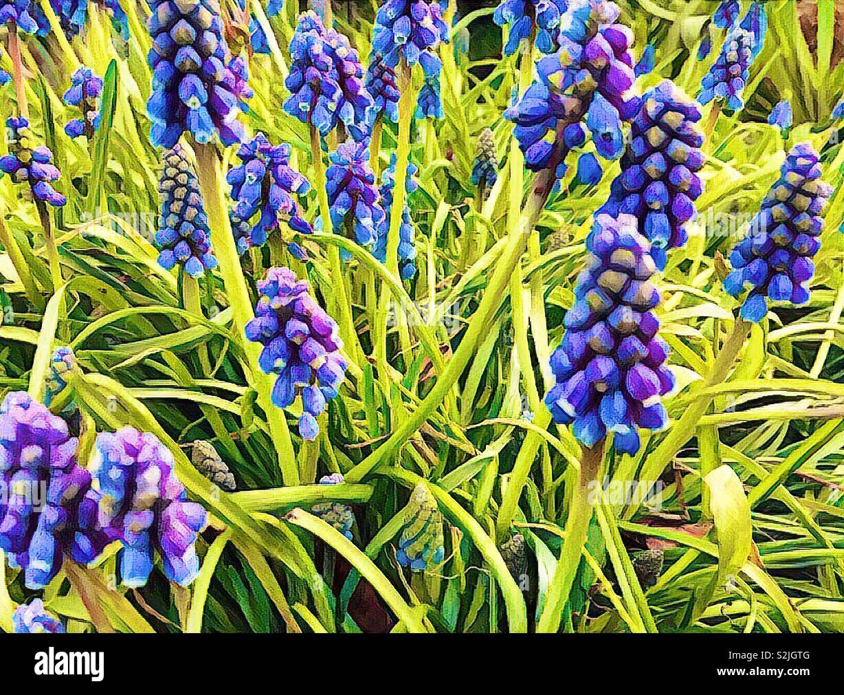 Spring bluebells growing in the woodland and great outdoors Stock Photo ...