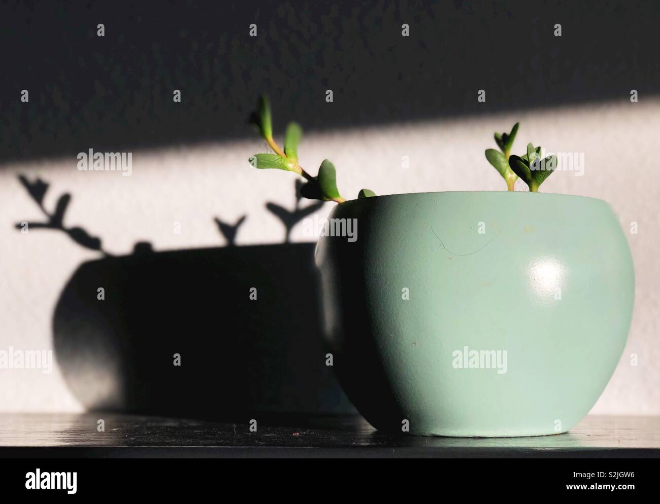 Houseplant Shadow High Resolution Stock Photography and Images - Alamy