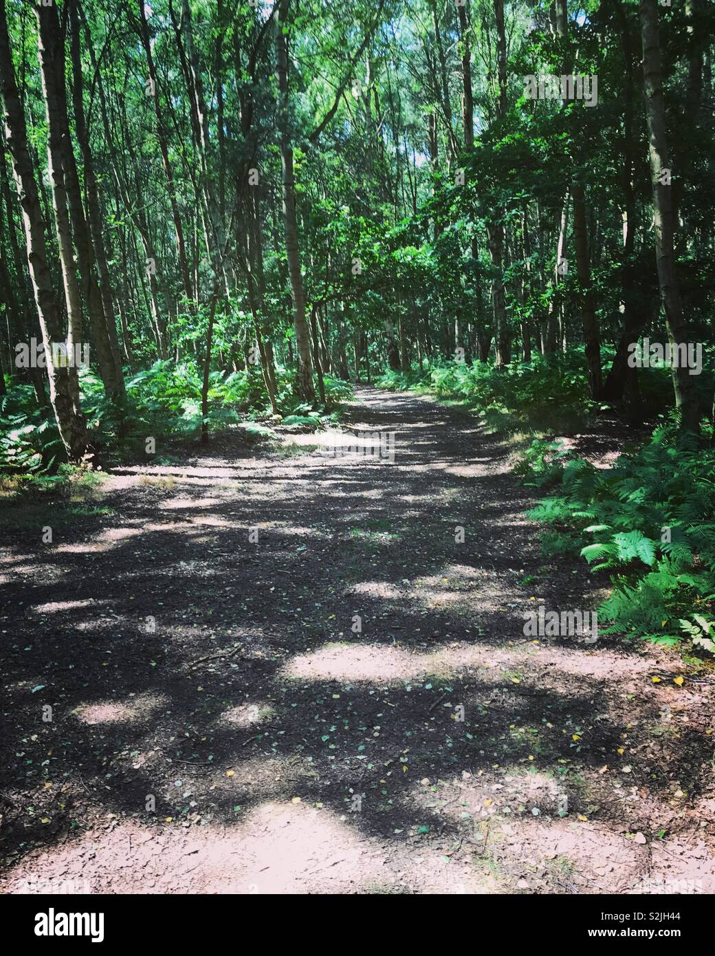 Sherwood forest nottingham hi-res stock photography and images - Alamy