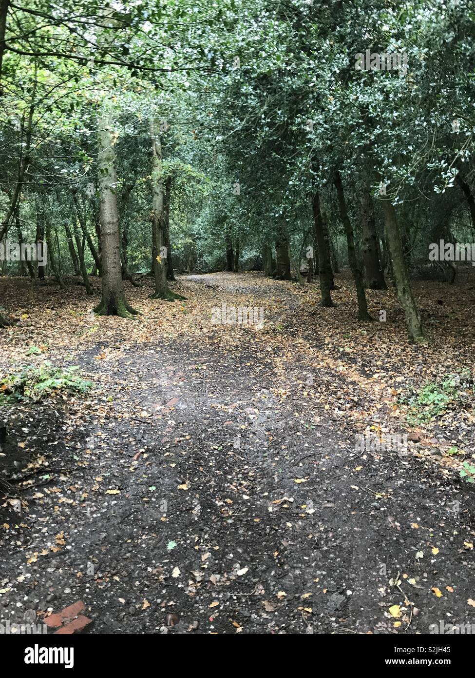 Sutton park birmingham hi-res stock photography and images - Alamy