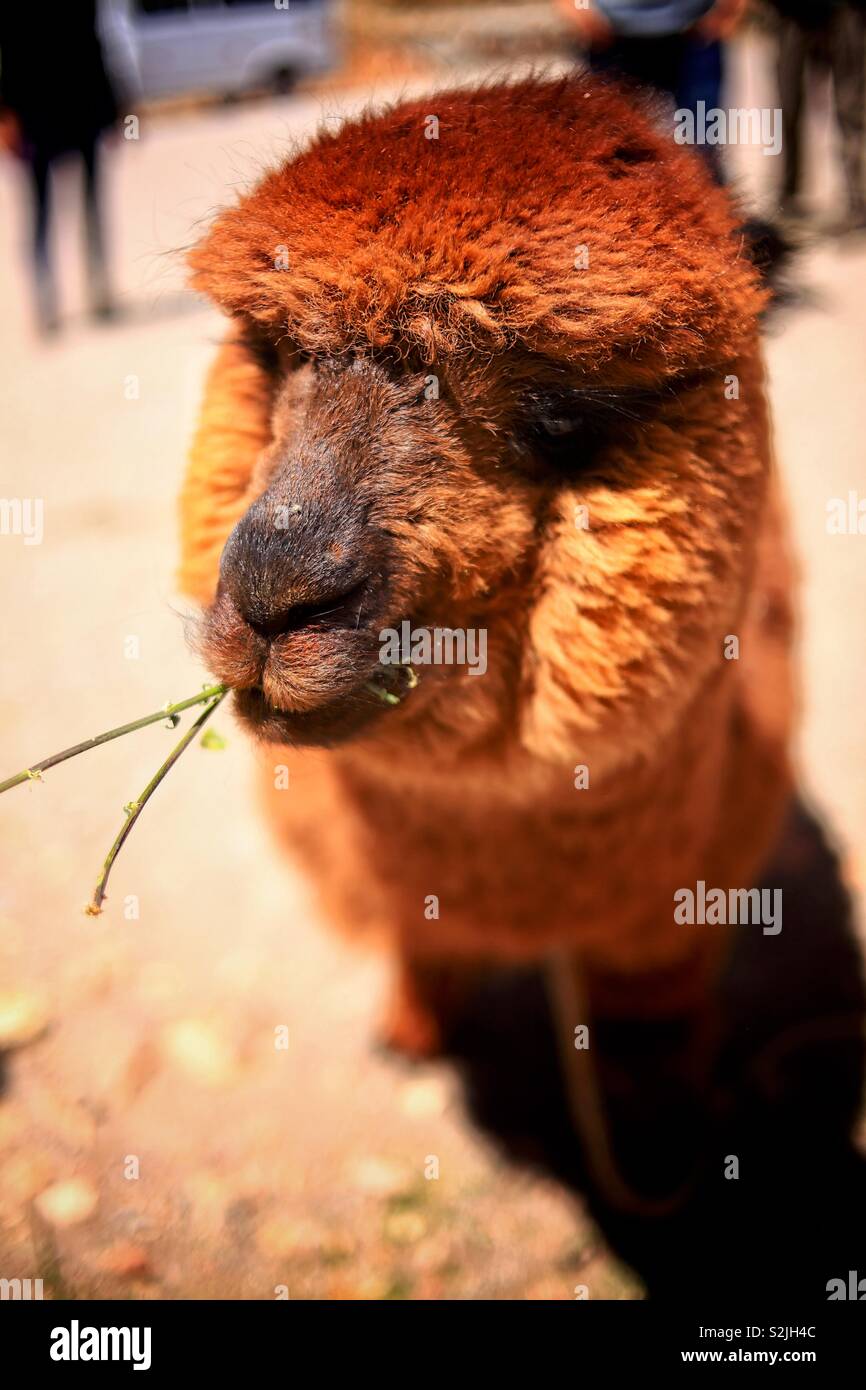 Alpaca peru hi-res stock photography and images - Alamy
