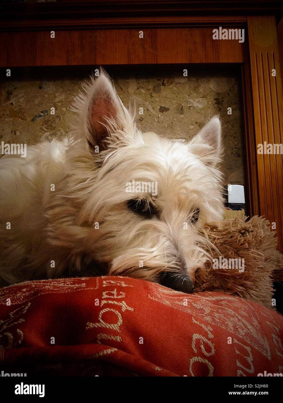 Dramatic dog hi-res stock photography and images - Alamy