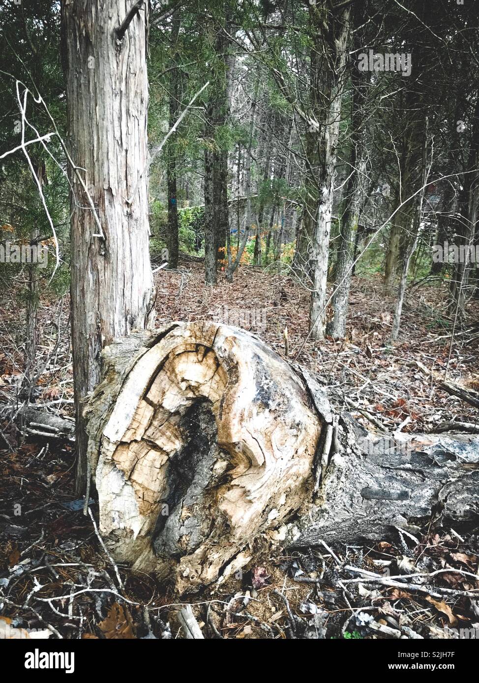 How Long Does It Take A Fallen Tree To Rot at Brodie Bobby blog