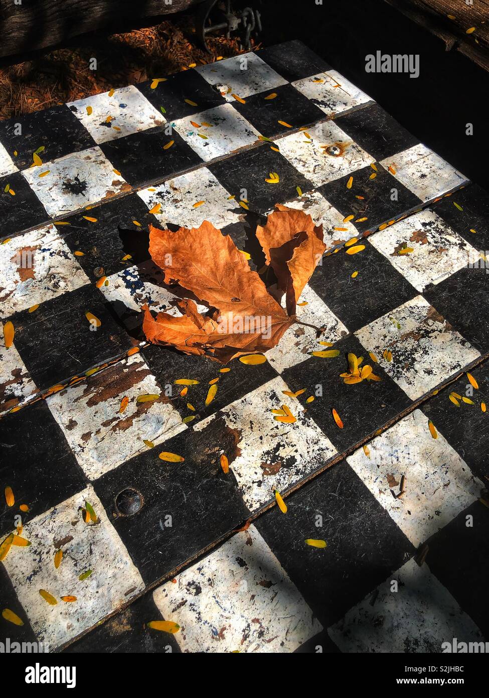 Fallen leaves on a weathered chess board Stock Photo - Alamy